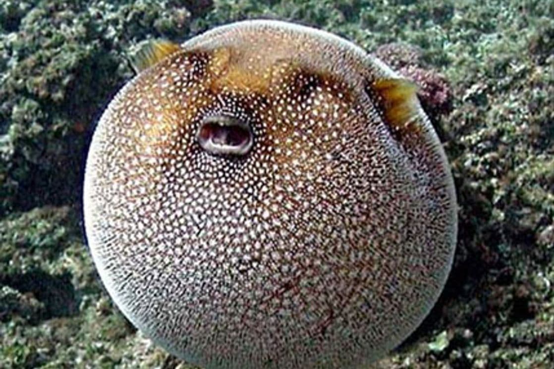 Nove vrste riba sve češći stanovnici Jadrana