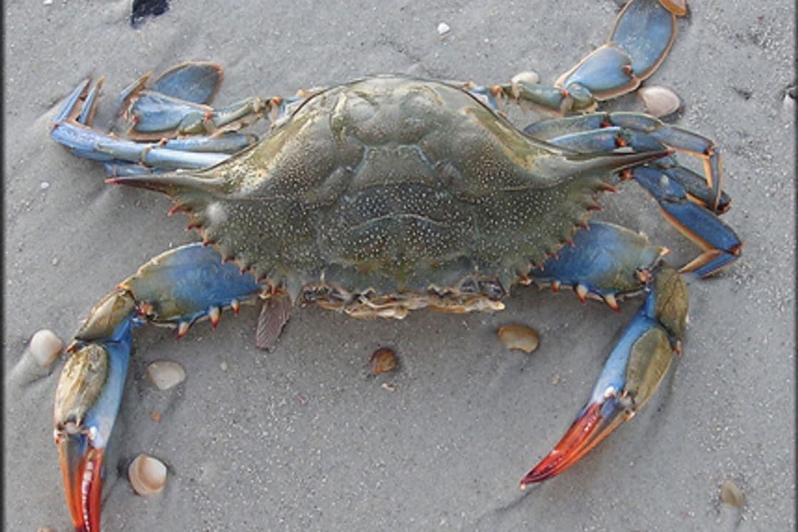 Plava kraba sve češće u mrežama ulcinjskih ribara