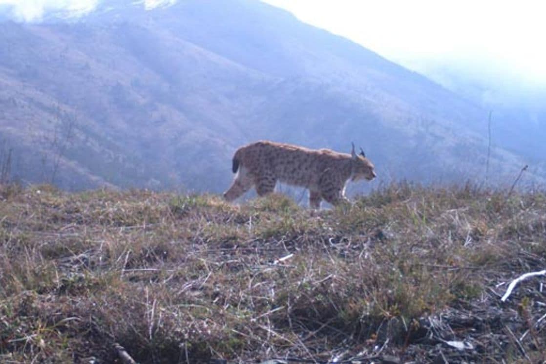 ZVANIČNO: Balkanski ris kritično ugrožena vrsta