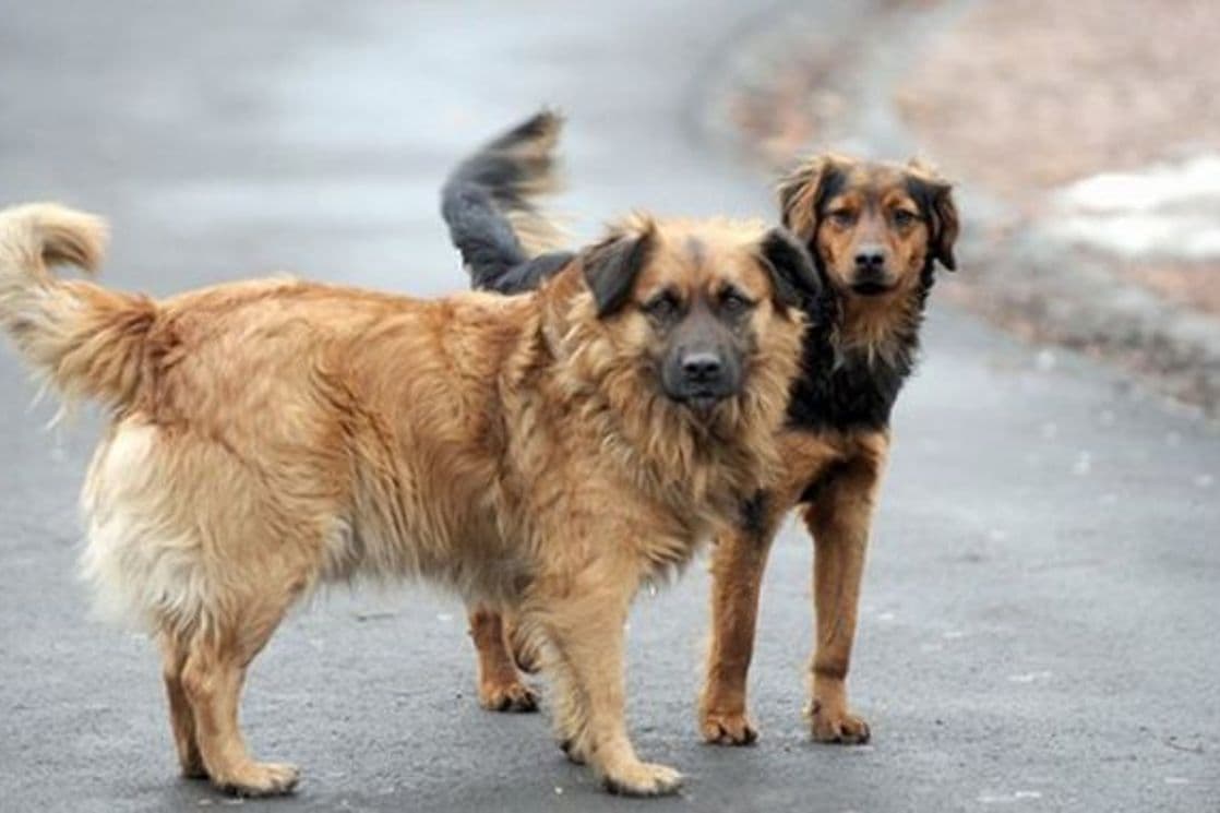 Bijelo Polje: Pasa lutalica sve više, nadležni nemoćni