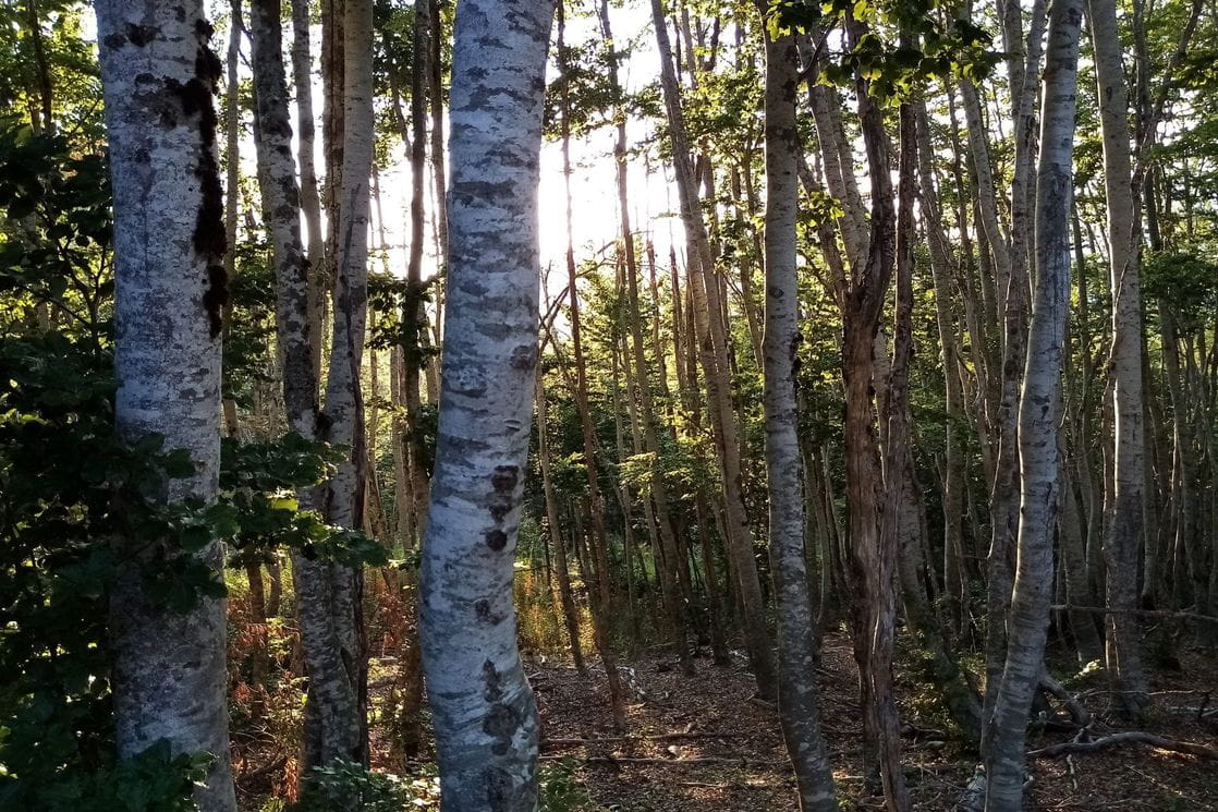 Štete ogromne: Potkornjak napao šume smrče na sjeveru i uslovio sušenje