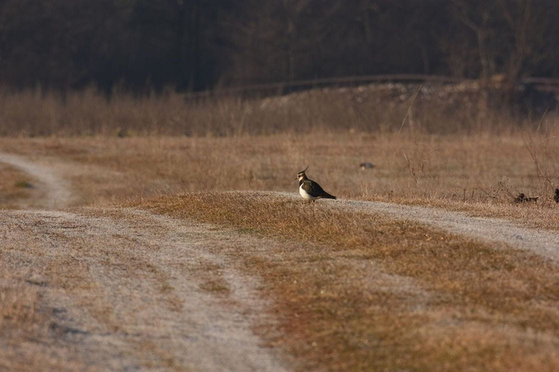 CZIP: Nikšićko polje kao važno stanište za ptice