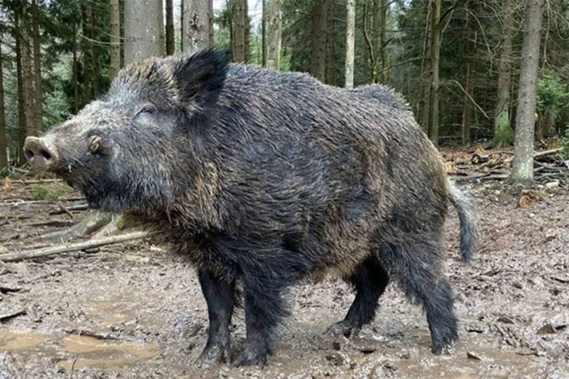Divlja svinja Putin dobila novo ime - Eberhofer