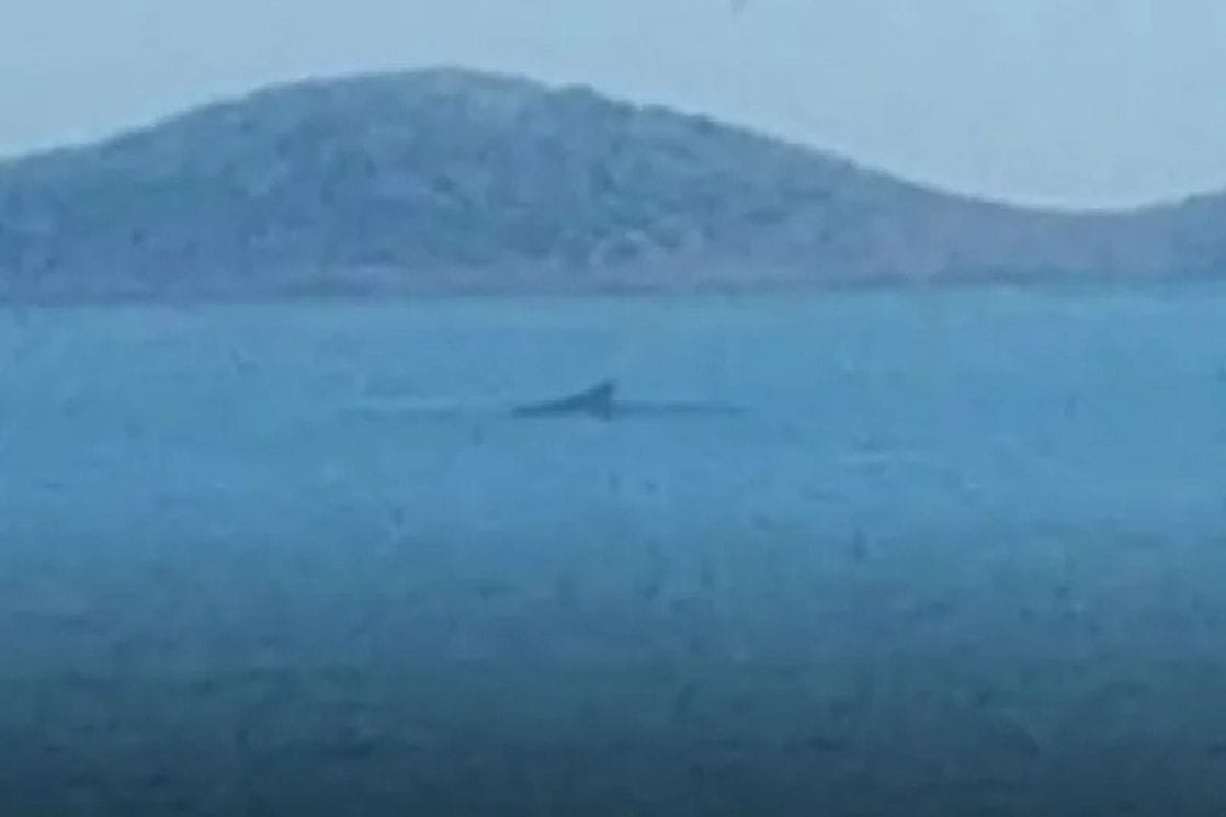 Jato kitova ulješura pojavilo se u Jadranu