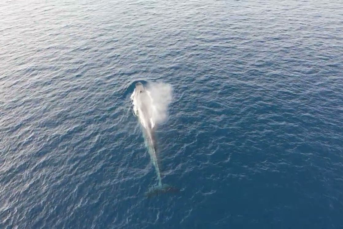 (VIDEO) Desetak kitova snimljeno u Jadranskom moru