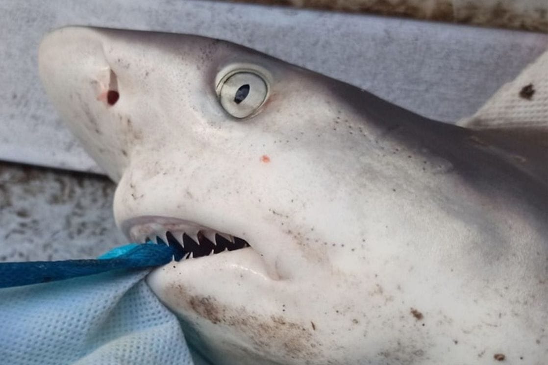 Kod Herceg Novog ulovljen morski pas, a priča o njemu je veoma zanimljiva