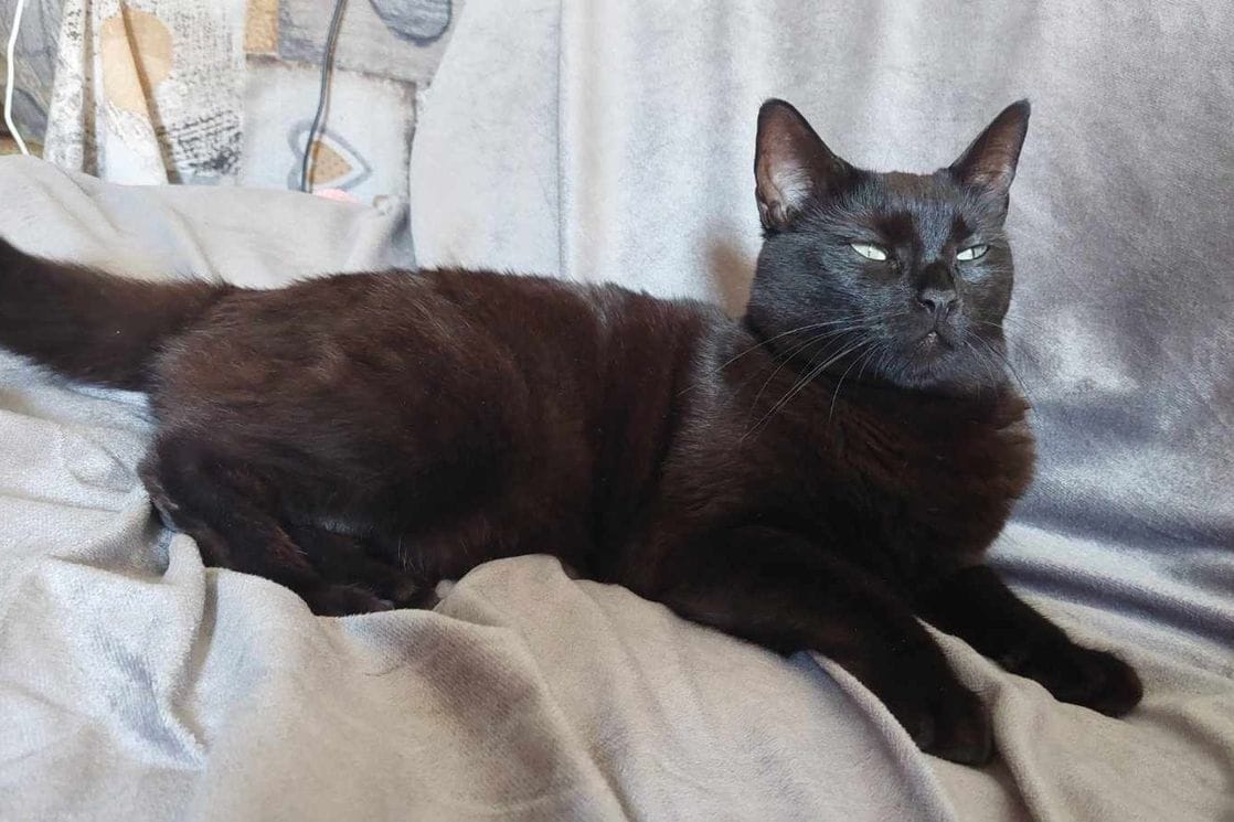 Međunarodni dan crnih mačaka: Razbijanje predrasuda koje postoje od davnina