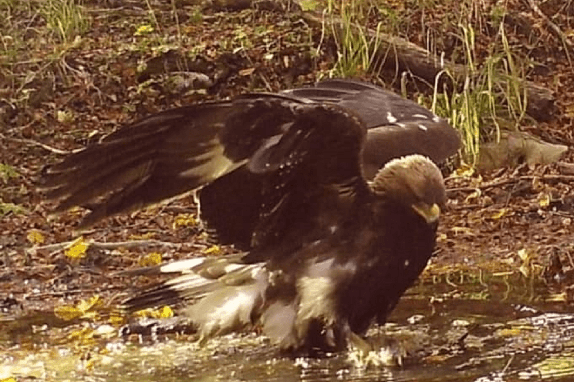(FOTO) Suri orao, djetlić i mrki medvjed snimljeni u Pivi