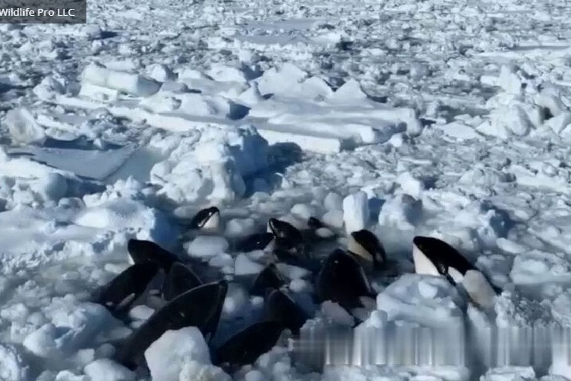 Japan: Kitovi ubice zarobljeni u rupi u ledu, niko im ne može pomoći ...