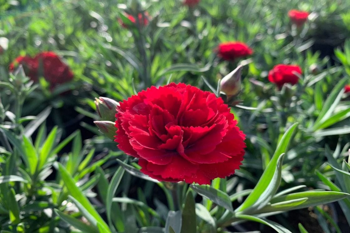 Karanfil: Simbol pravde i dostojanstva čije su latice izvor skupocjenih ...