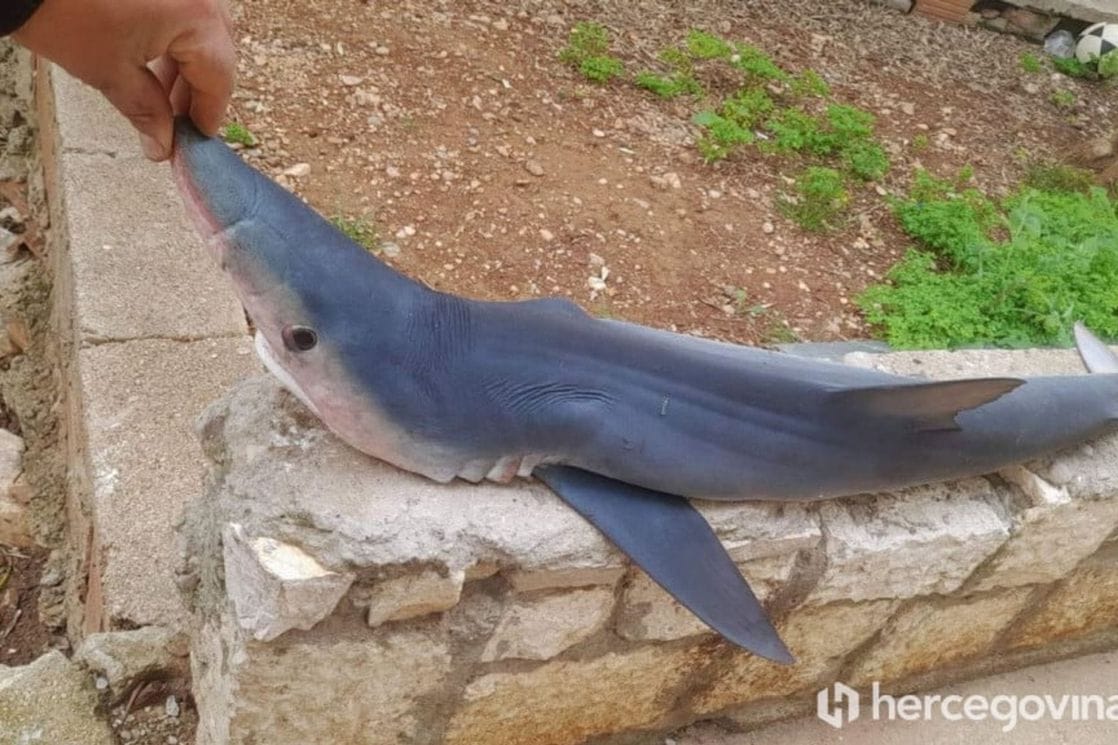 Neum: Ulovljena jedna od najopasnijih ajkula na planeti