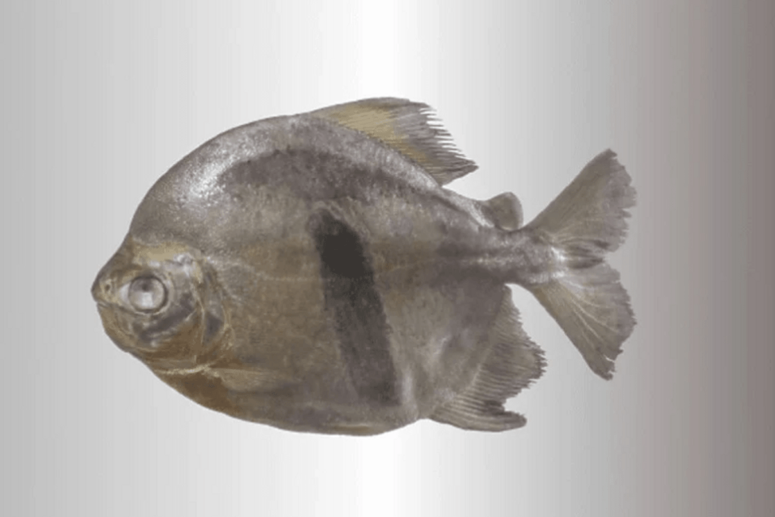 Riba sa zubima sličnim ljudskim dobila ime po liku iz Gospodara prstenova