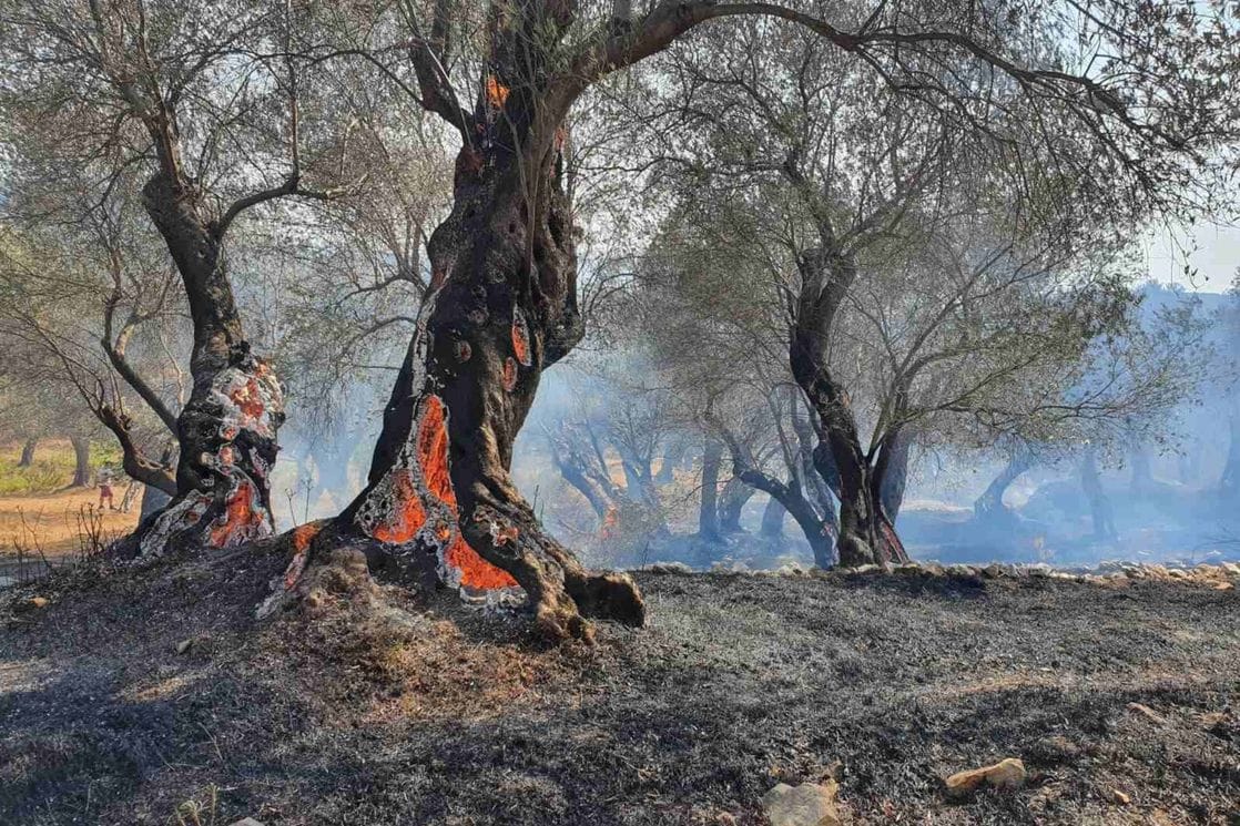 Vatrena stihija odnosi milenijumsku istoriju mediteranskog maslinarstva