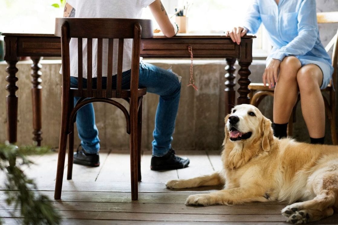 Rase pasa poznate po anksioznosti zbog razdvajanja i one koje se lako ...