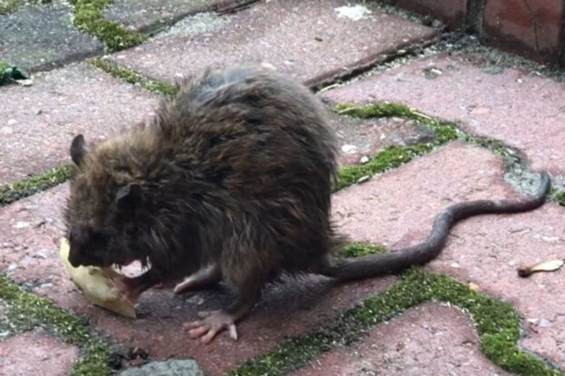 (VIDEO) Ogromni pacovi šetaju drugim po veličini gradom u Velikoj Britaniji