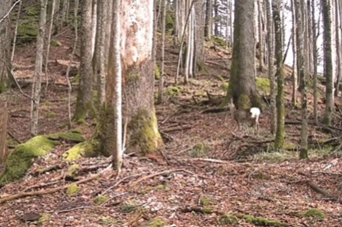 (VIDEO) Nesvakidašnje drugarstvo na Biogradskoj gori: Divlja mačka i ...