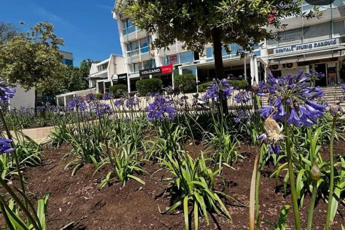 (FOTO) Uređen prostor ispred stadiona pod Goricom: Bijeli i ljubičasto ...